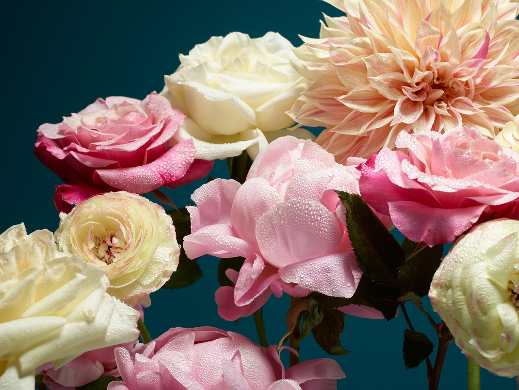 Piropo Flowers -fresh cut flowers – piropo flowers